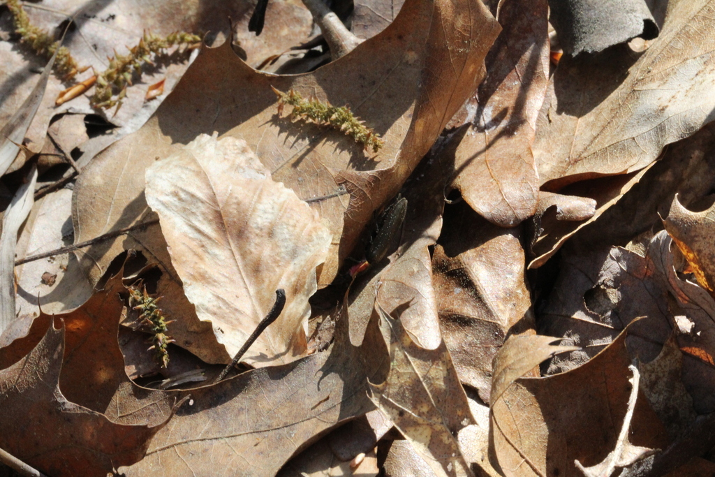 Winter Firefly from Lowndes County, MS, USA on March 5, 2023 at 12:48 ...