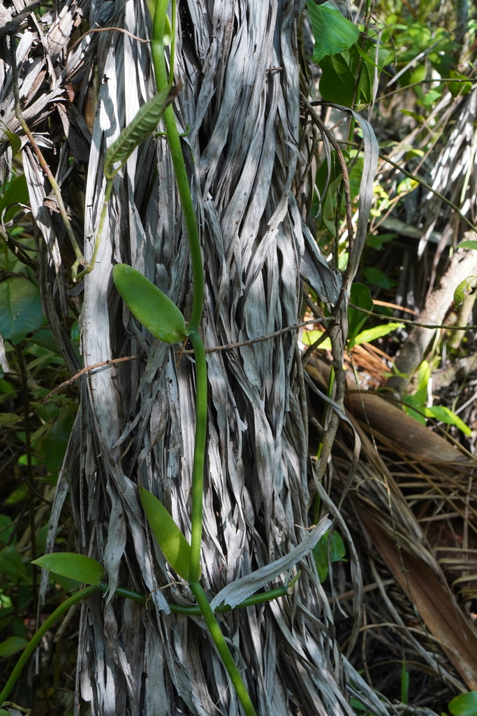 Leafy Vanilla in March 2023 by Pterocarya Botany · iNaturalist