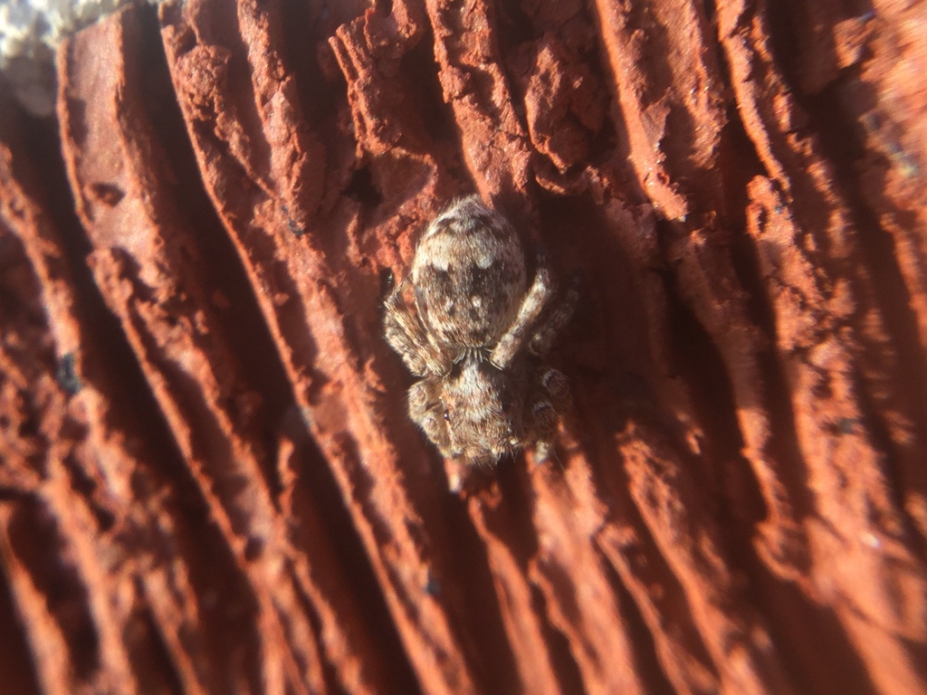 Asiatic Wall Jumping Spider in March 2023 by Matthew S. Lindsey ...