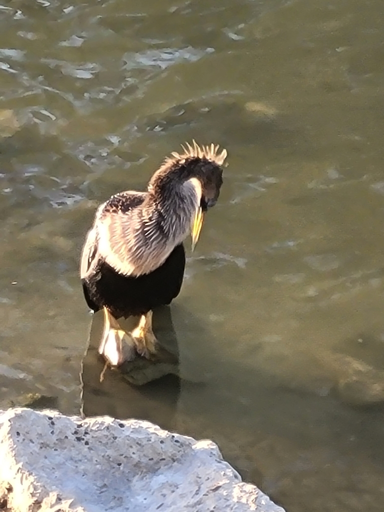 Anhinga from University of South Florida on March 03, 2023 at 05:51 PM ...