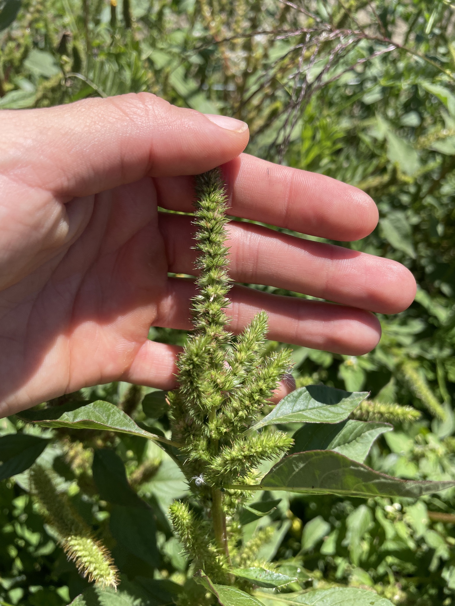Amaranthus powellii S.Watson