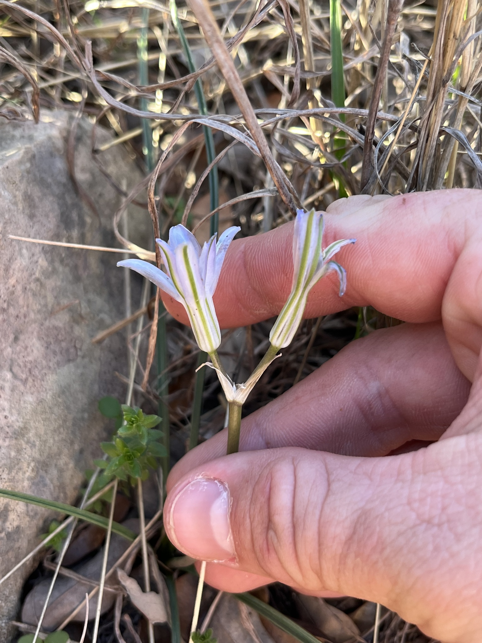 Androstephium coeruleum (Scheele) Greene