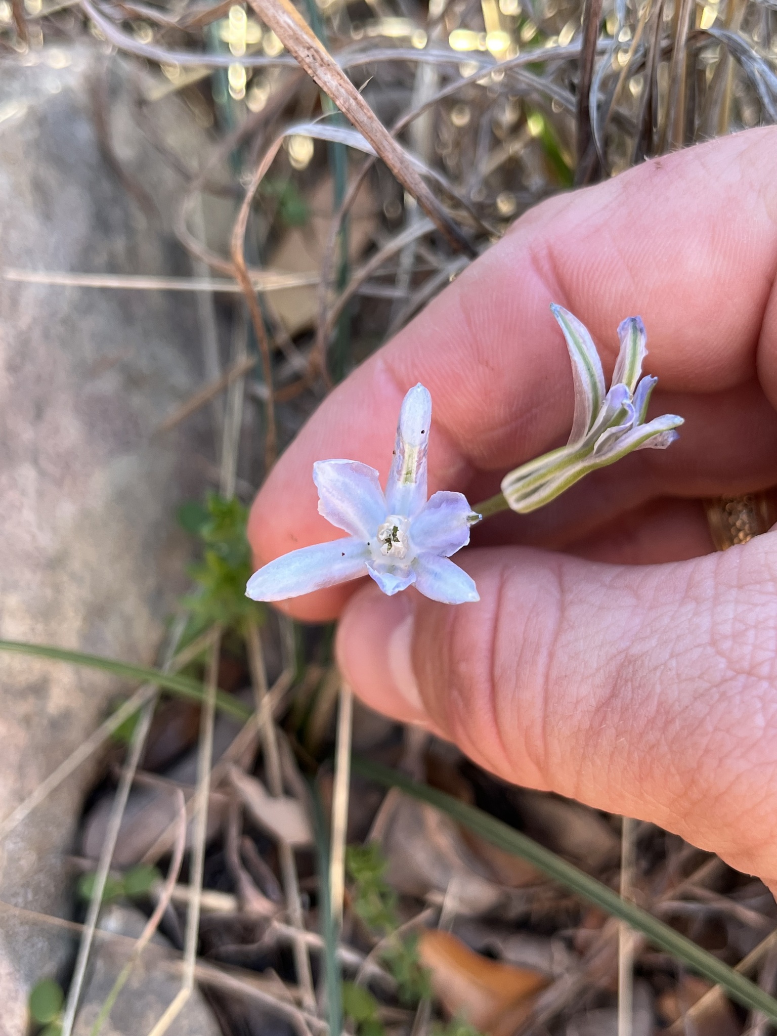 Androstephium coeruleum (Scheele) Greene
