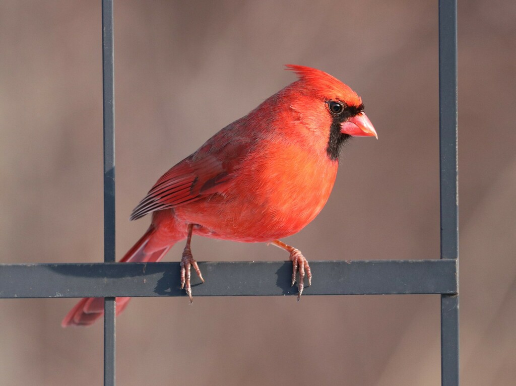Northern Cardinal from St. Catharines, ON, Canada on March 05, 2023 at ...