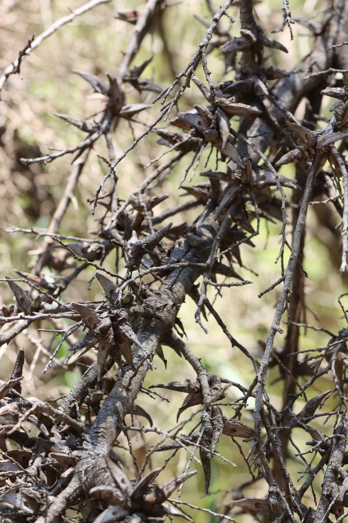 Dagger Hakea from Blue Mountains Nat'l Park NSW 2787, Australia on ...