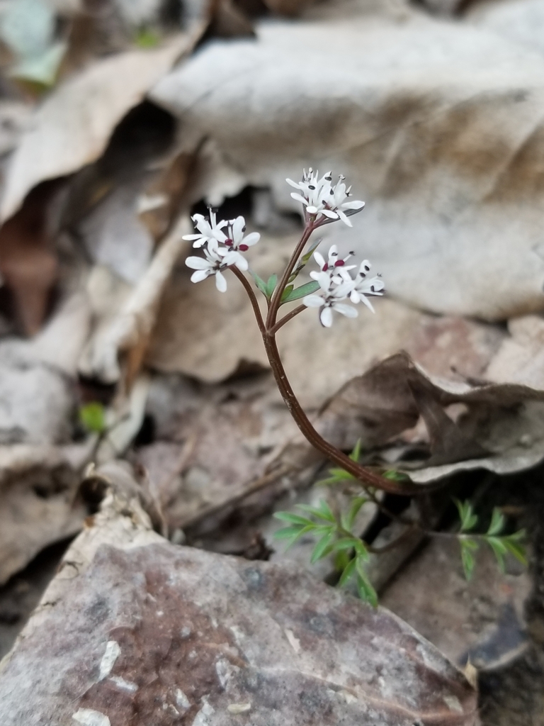 harbinger of spring from Powell County, US-KY, US on March 5, 2023 at ...