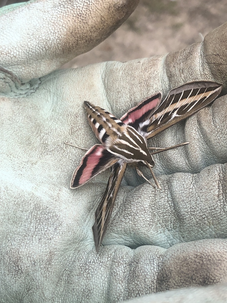 White-lined Sphinx from Black Mountain Open Space Park, San Diego, CA ...