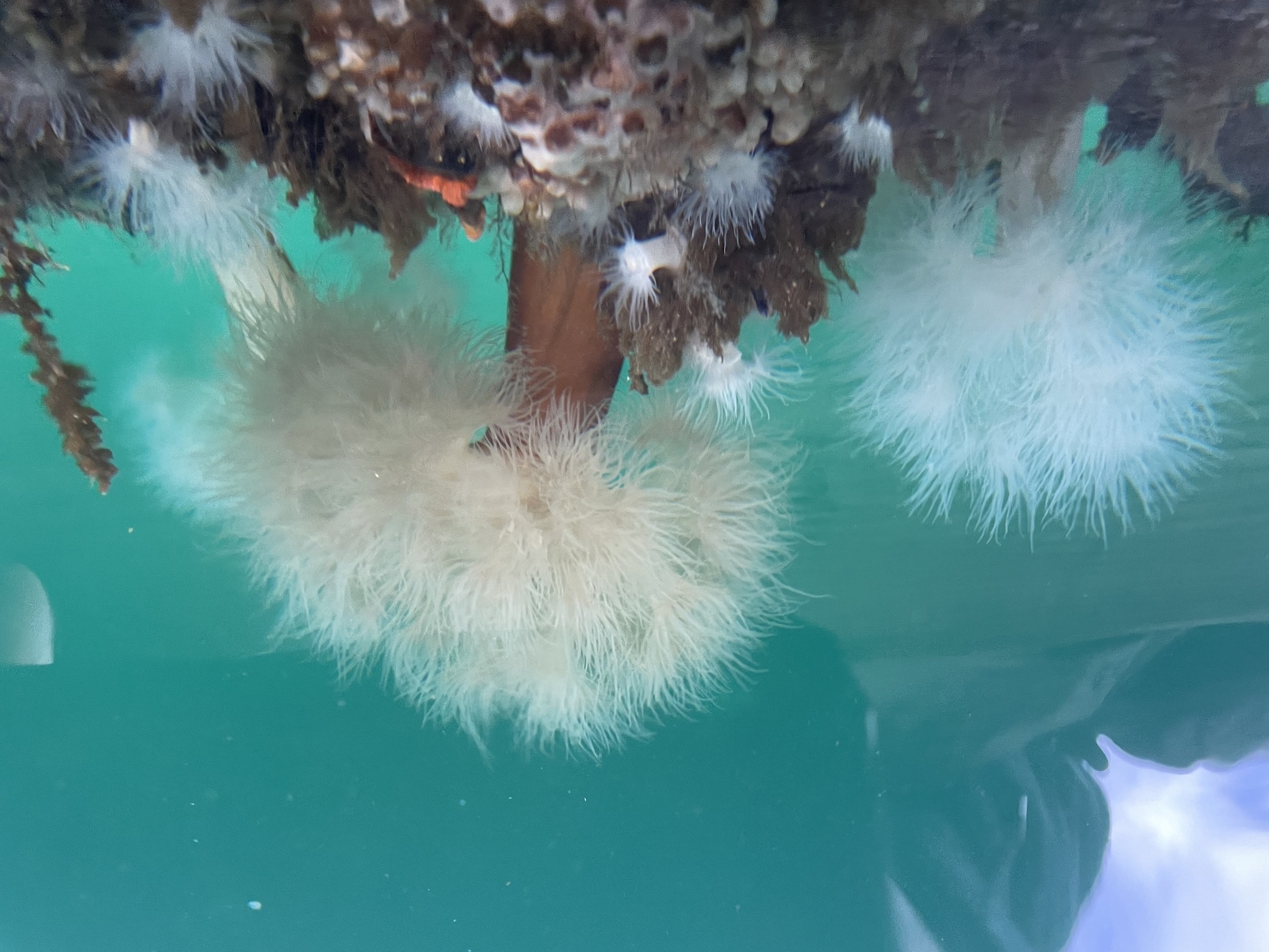 Metridium senile (Linnaeus, 1761)