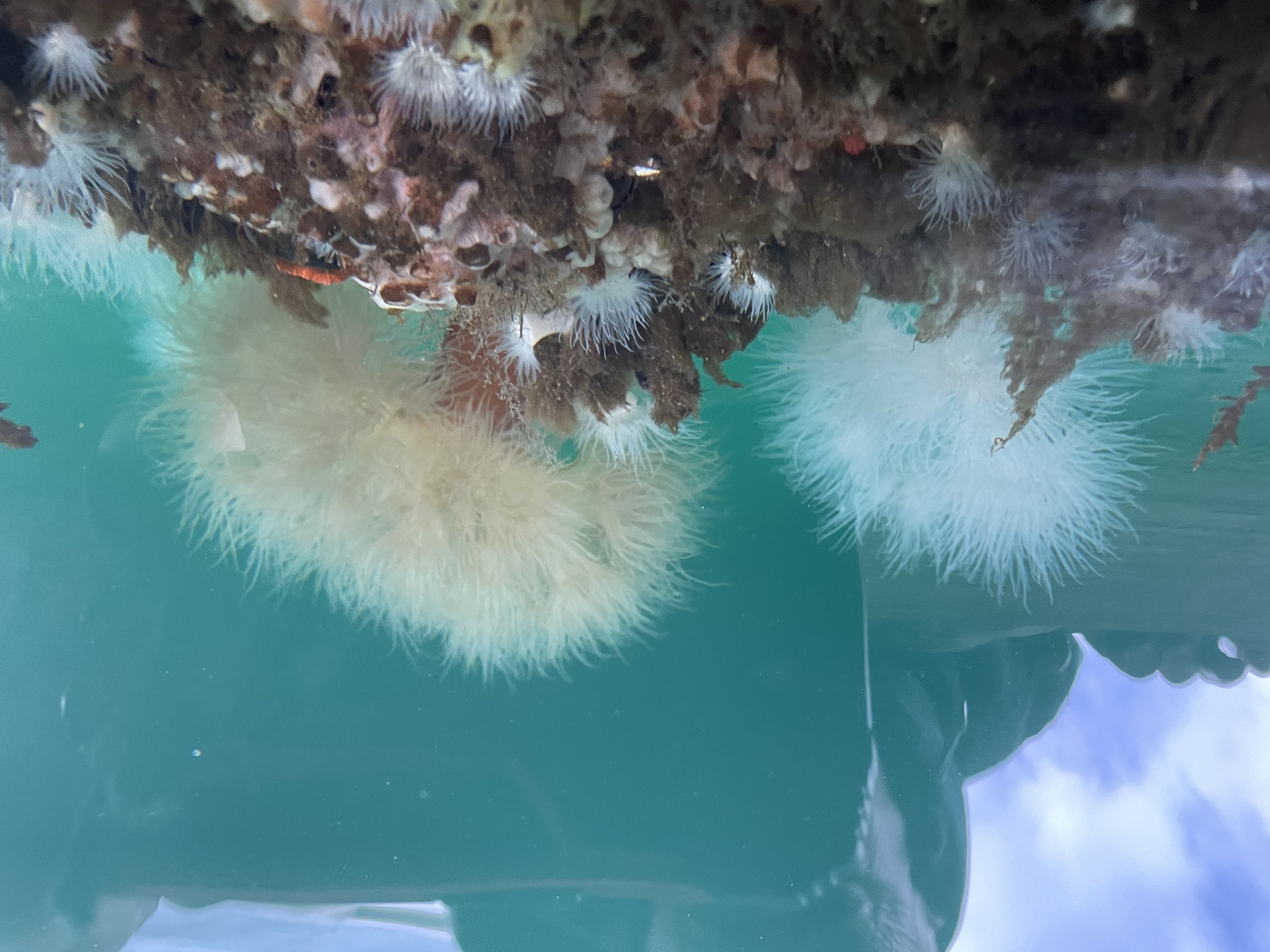 Metridium senile (Linnaeus, 1761)