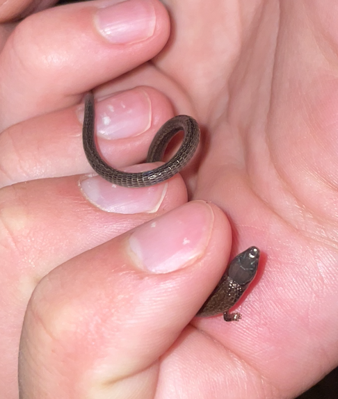 Trinidad worm lizard from Castara, Trinidad and Tobago on March 5, 2023 ...