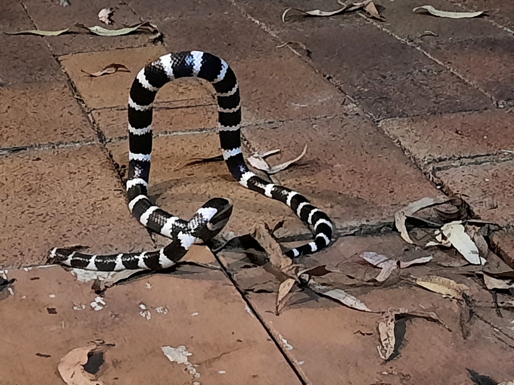 Bandy Bandy from Northwest Outer Brisbane, Brookfield, QLD, AU on ...