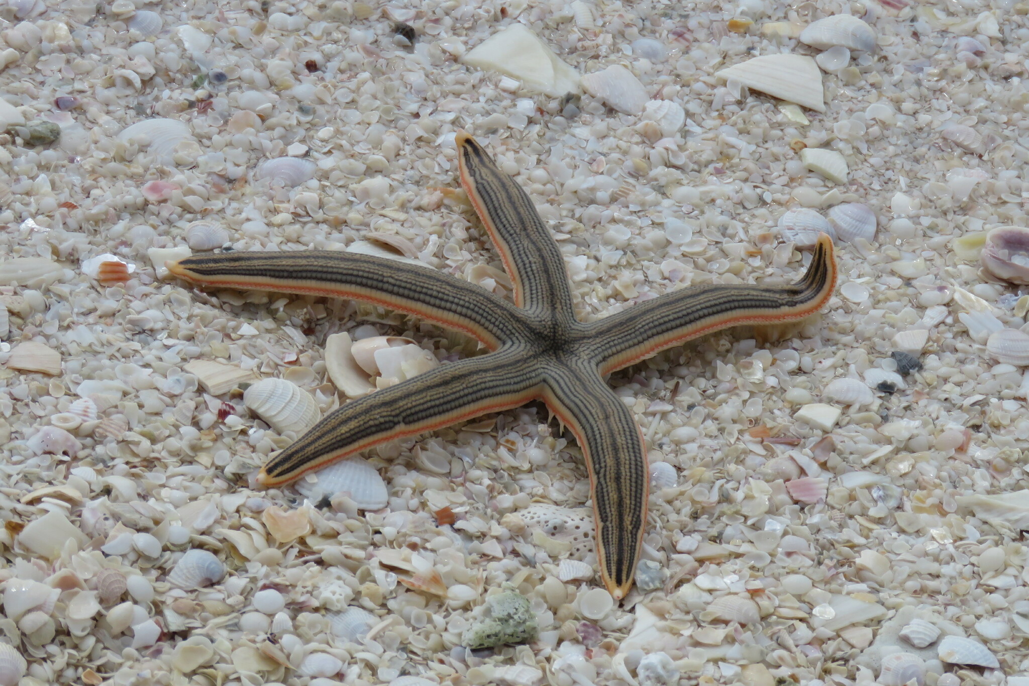 Luidia clathrata (Say, 1825)