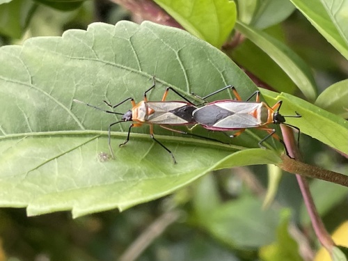 Dysdercus oceanicus · iNaturalist