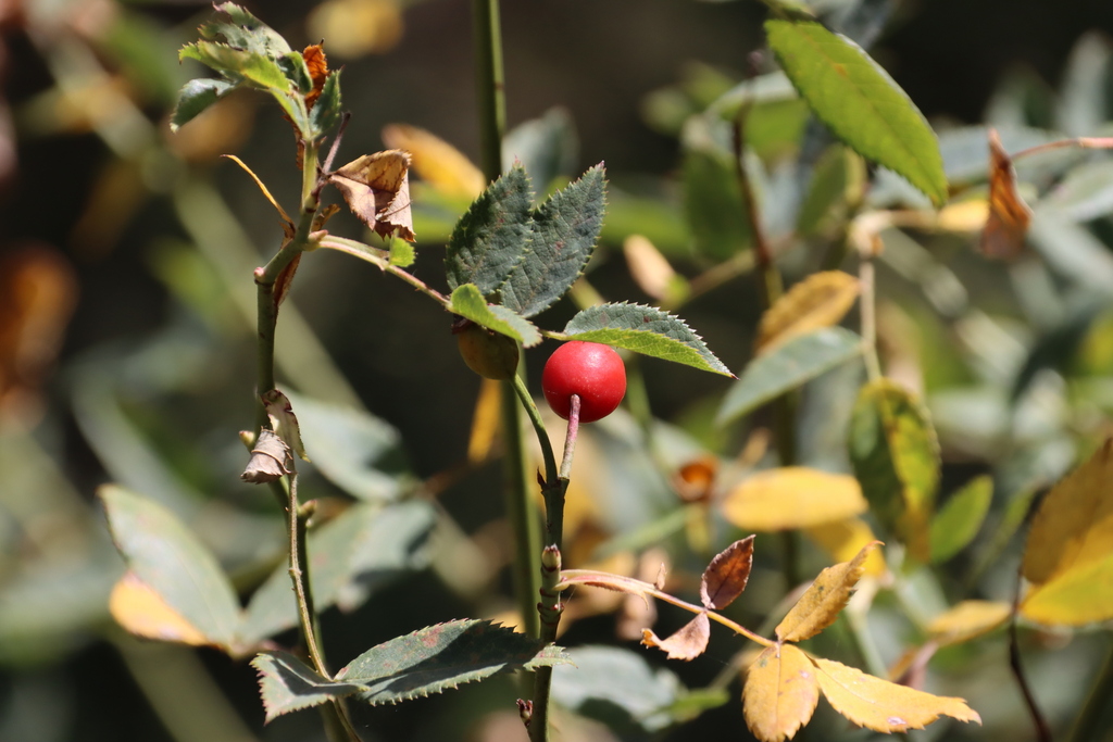 Sweet-brier from Melbourne VIC, Australia on February 24, 2023 at 01:14 ...