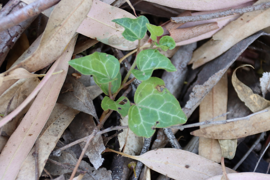 common ivy from Melbourne VIC, Australia on February 24, 2023 at 01:16 ...
