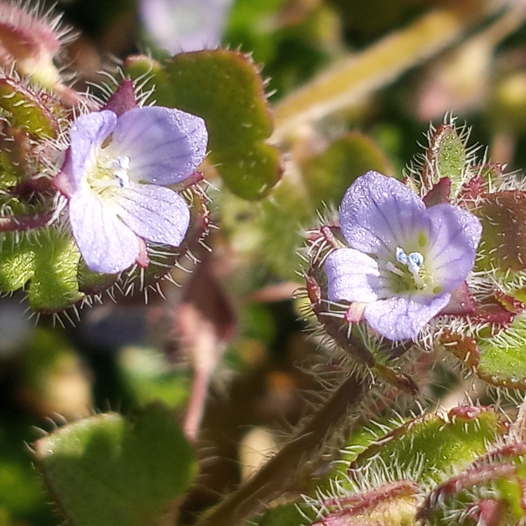 Ivy-leaved Speedwell from Lake Shore, MD 21122, USA on March 5, 2023 at ...