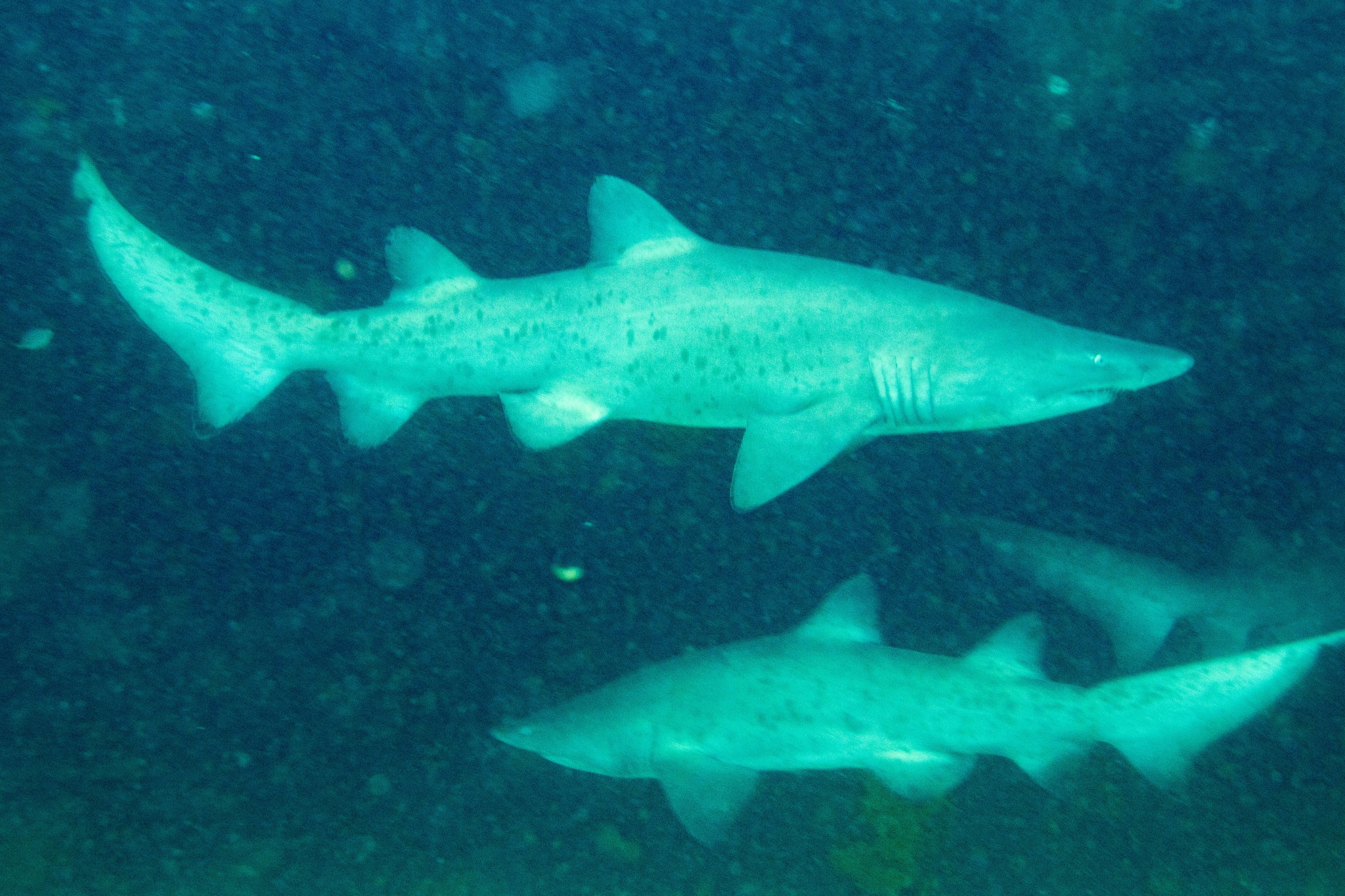 Lamniformes