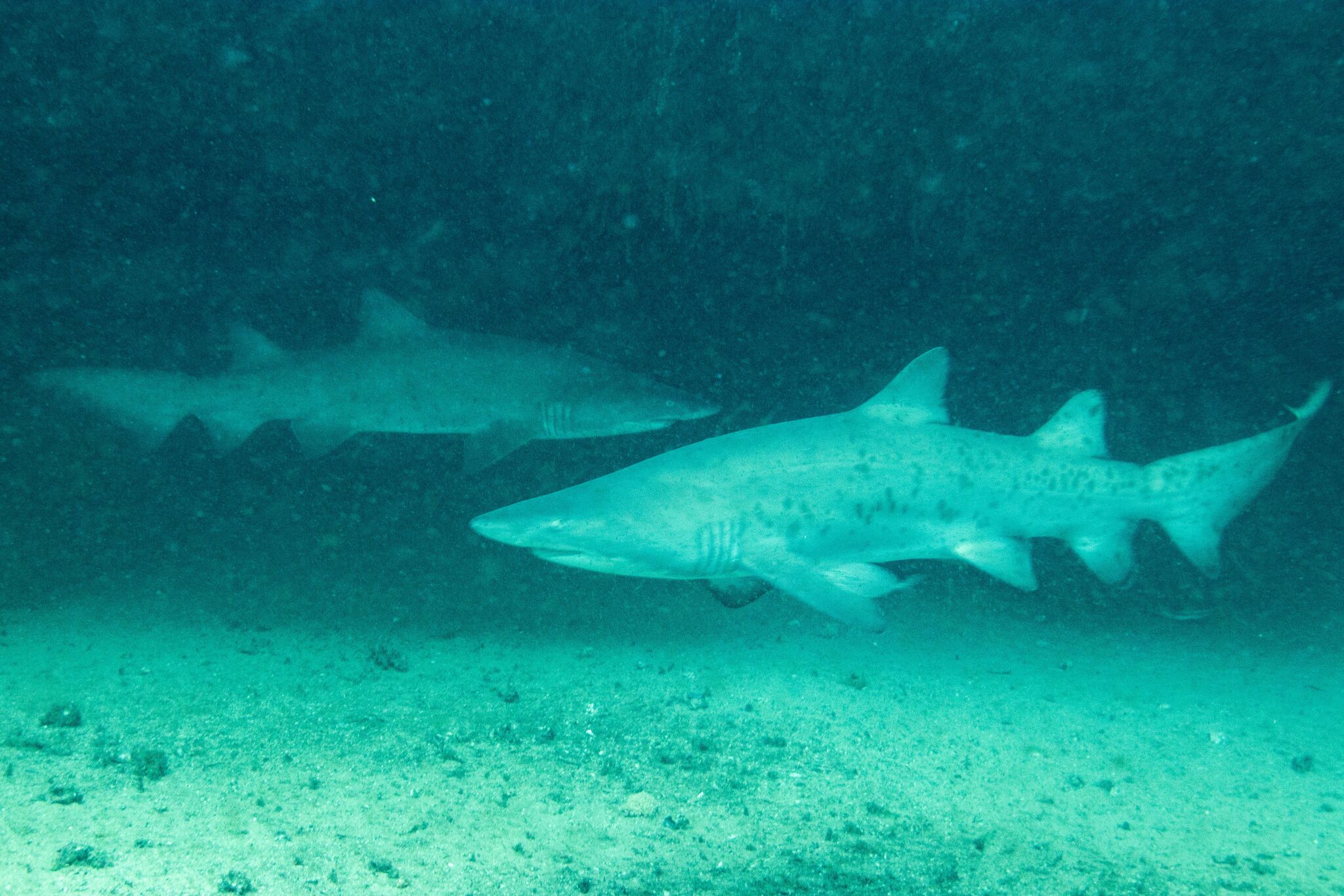Lamniformes