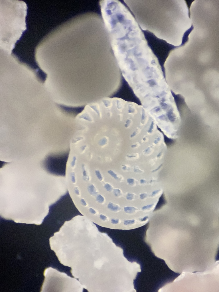 Sorites marginalis from Harbour Island, BS on February 09, 2023 at 05: ...