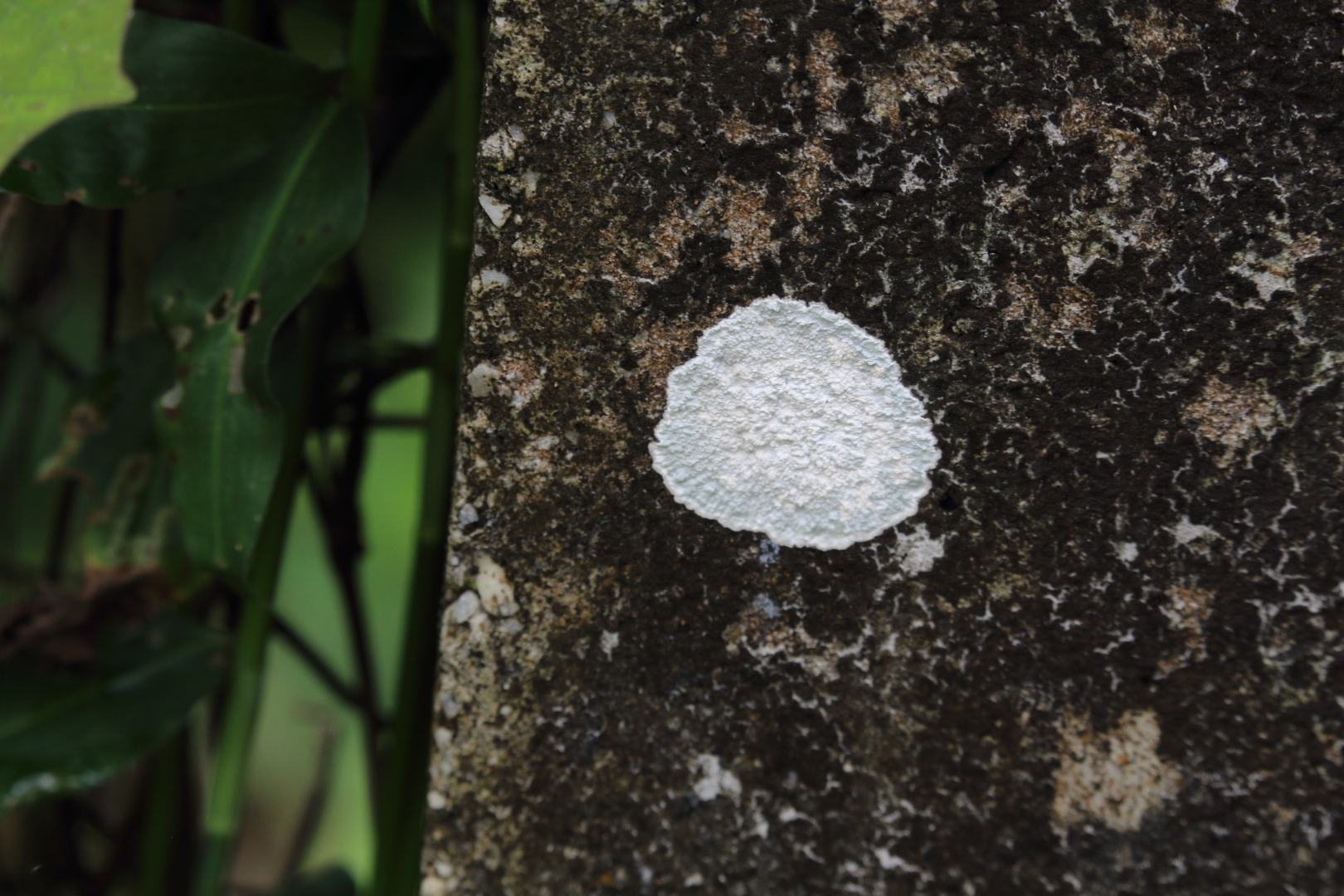 Cryptothecia striata G.Thor