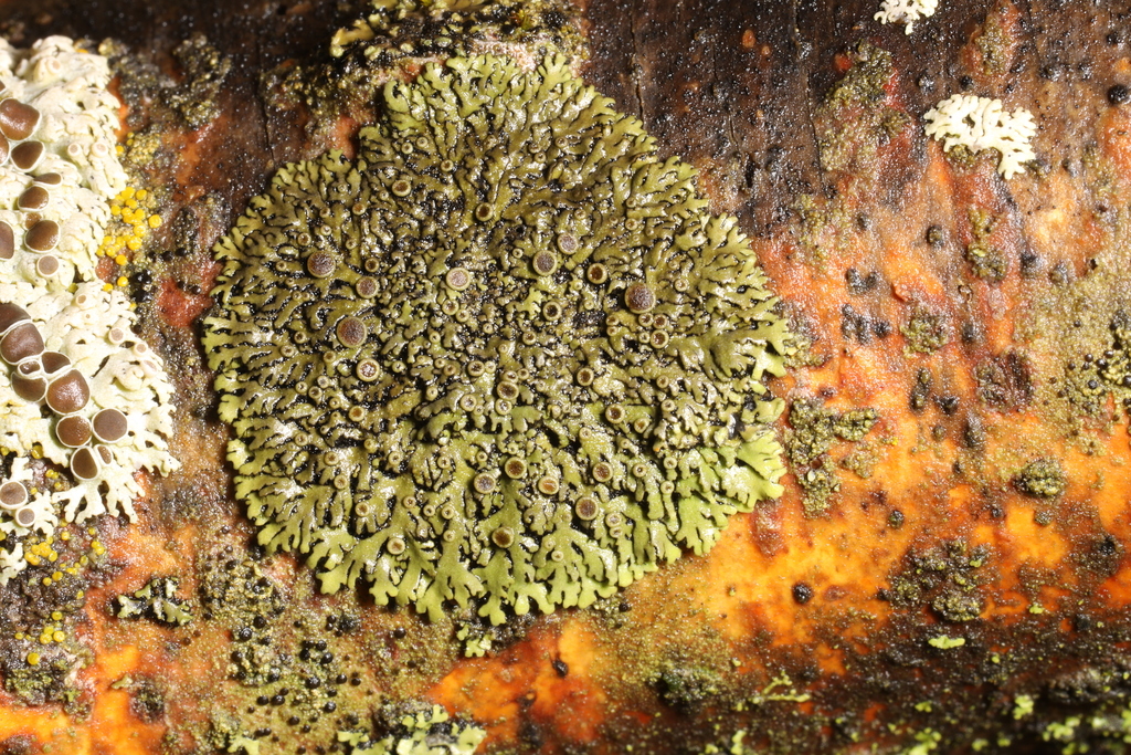 wreath lichens from Burgettstown, PA 15021, USA on March 04, 2023 at 01 ...