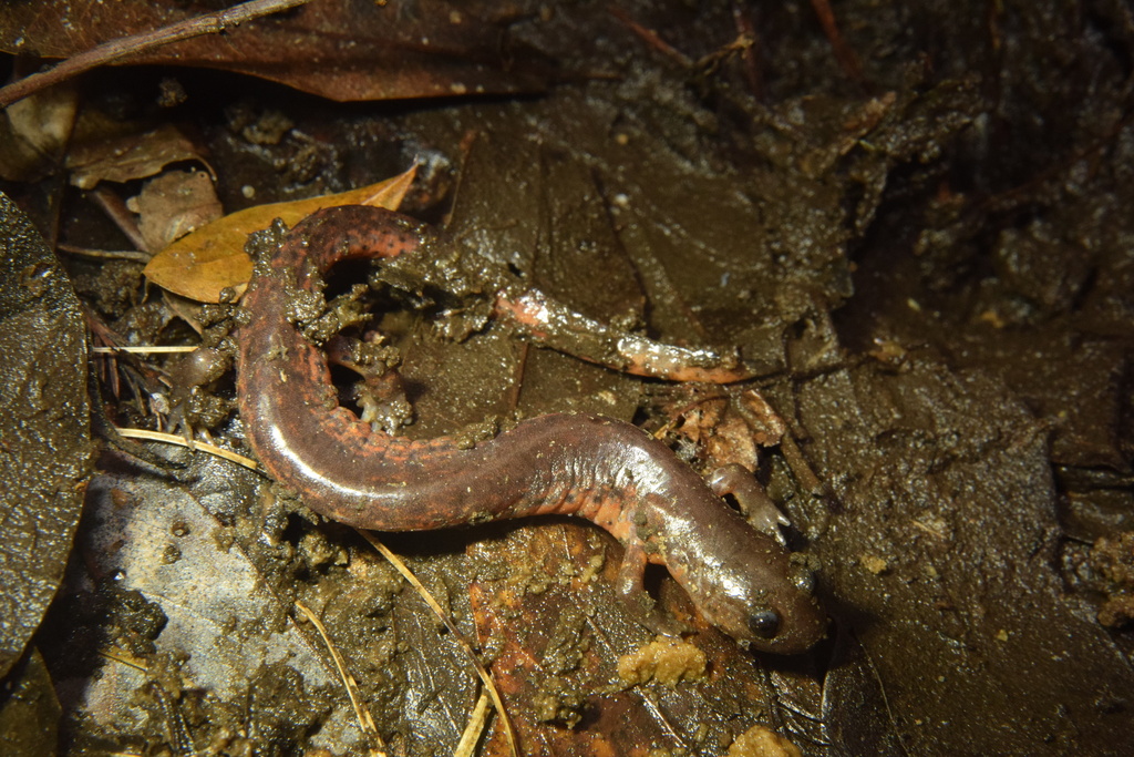 Rusty Mud Salamander in February 2023 by hupholland11 · iNaturalist