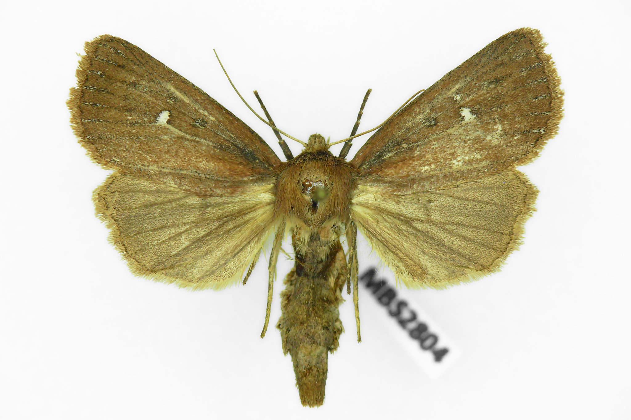 Lenisa geminipuncta Haworth, 1809