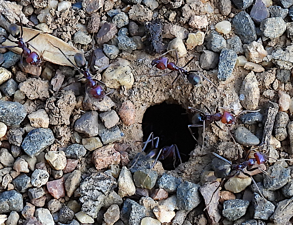 Southern Meat Ant from Red Cedar Park, Dundas QLD 4306, Australia on ...
