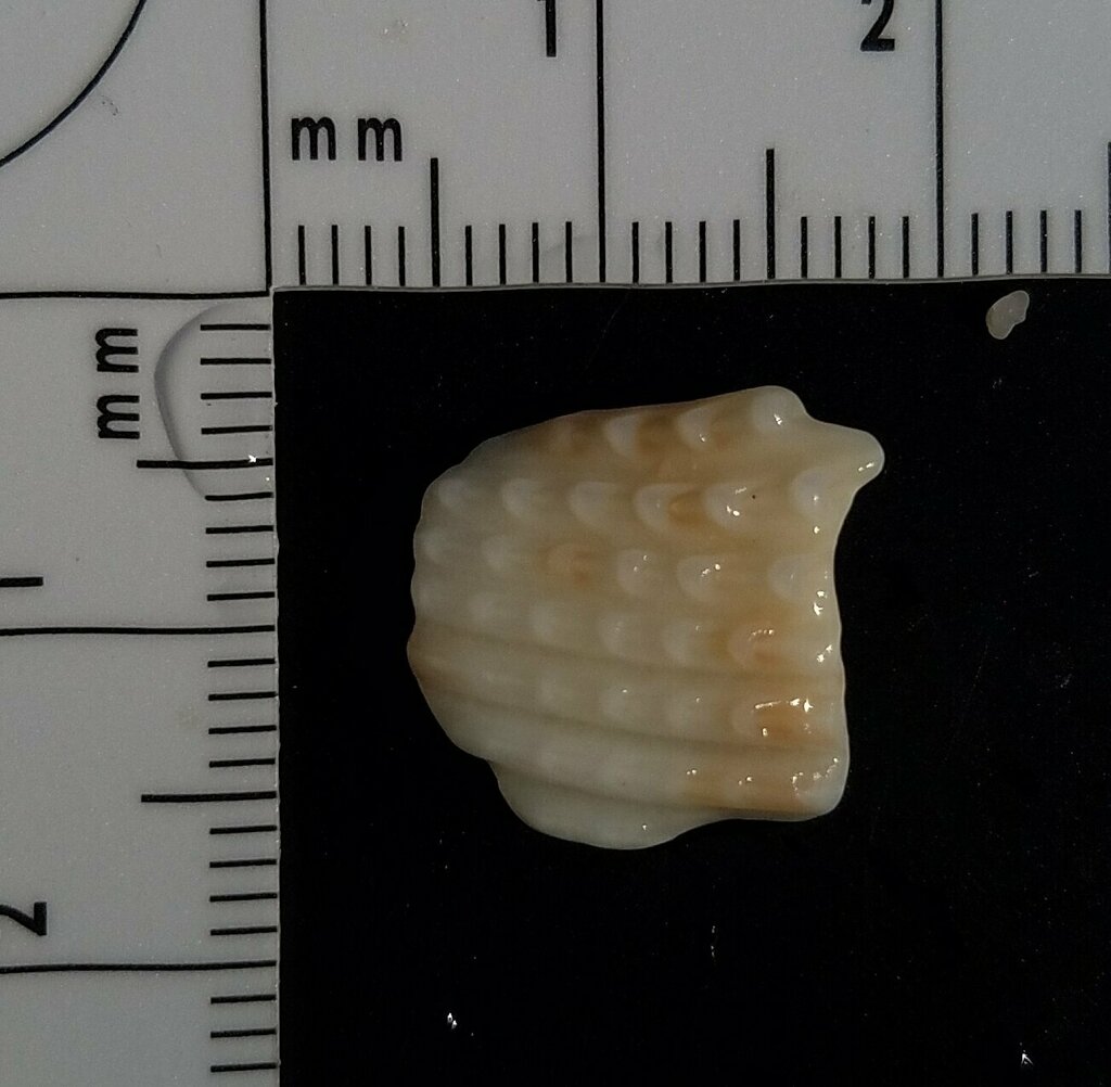 Florida Prickly Cockle from South Beach, Miami Beach, FL 33139, USA on ...