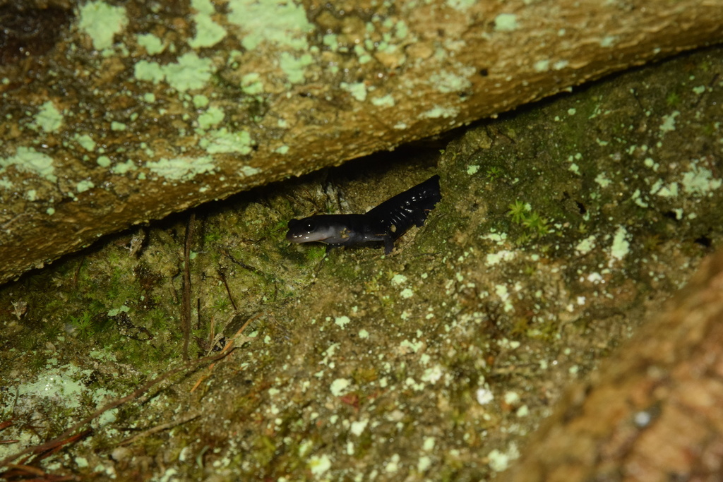 South Mountain Gray-cheeked Salamander in March 2023 by hupholland11 ...