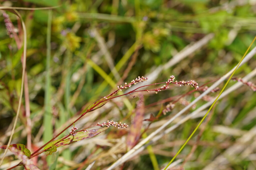 slender knotweed from Licola VIC 3858, Australia on February 16, 2023 ...
