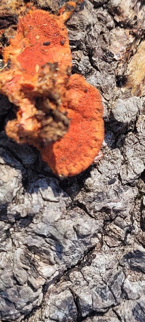 Northern Cinnabar Polypore from Cylburn Mansion, Baltimore, MD 21209 ...