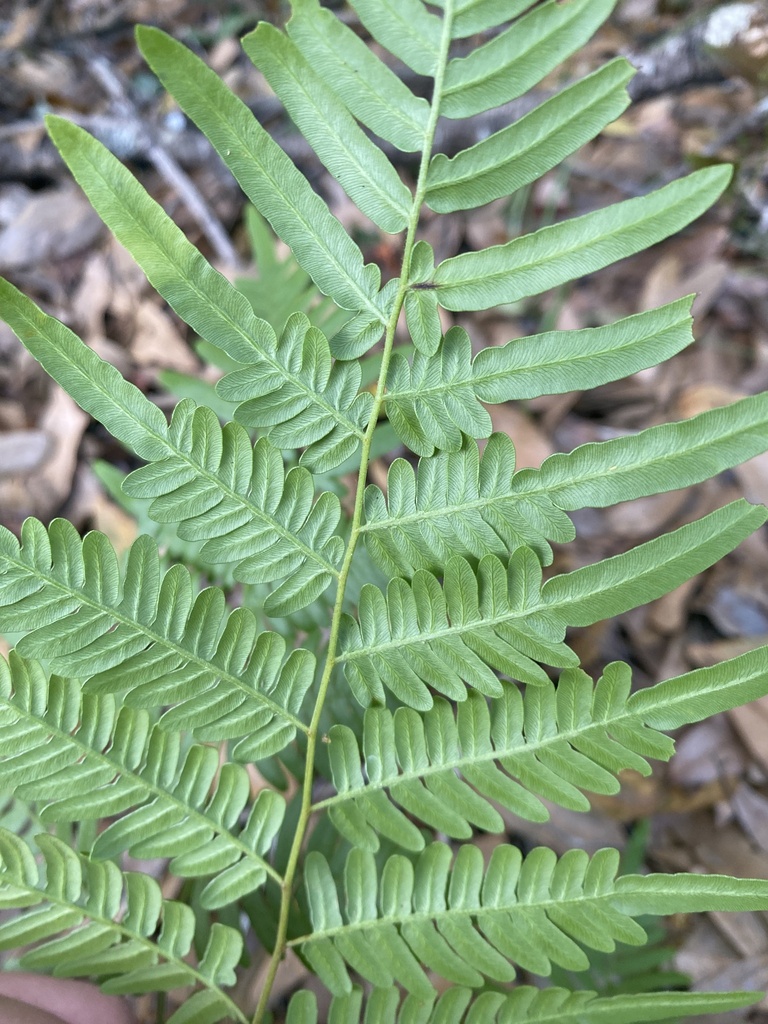 common bracken in March 2023 by nelson_e_912 · iNaturalist