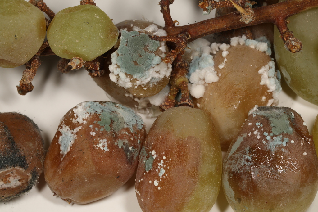 Apple blue mold from Greensburg, PA 15601, USA on February 19, 2023 at ...