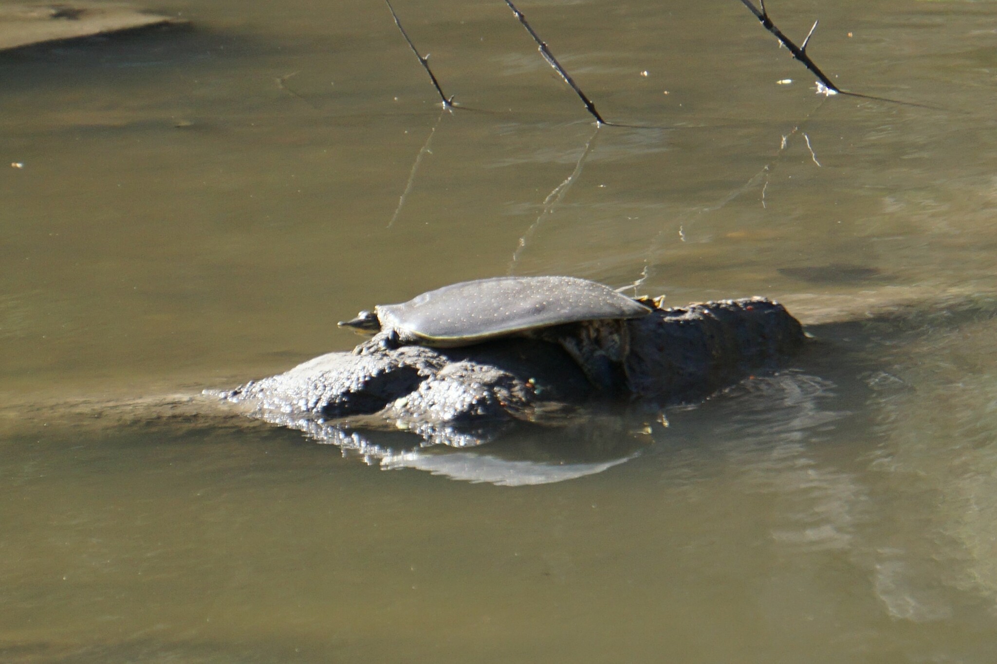 Apalone spinifera guadalupensis (Webb, 1962)