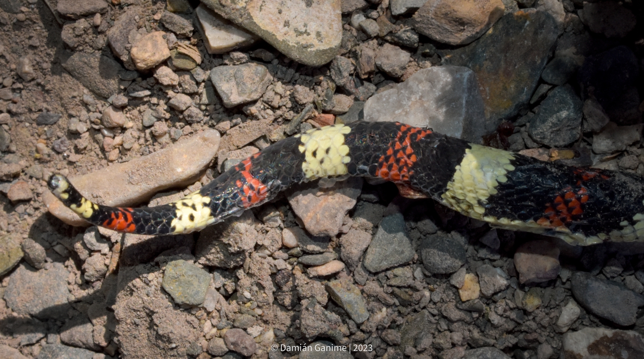 Xenodon semicinctus (Duméril, Bibron & Duméril, 1854)