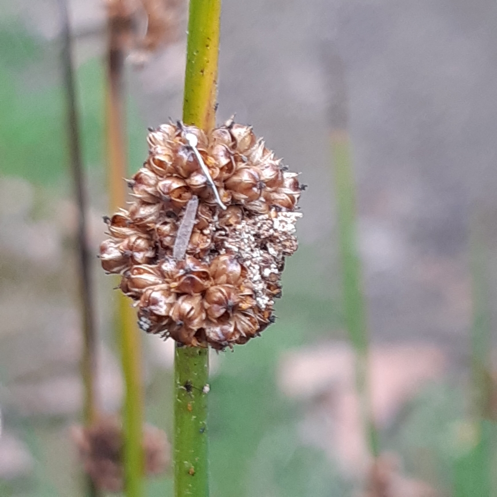 Great Soft-rush from Franklin TAS 7113, Australia on March 05, 2023 at ...