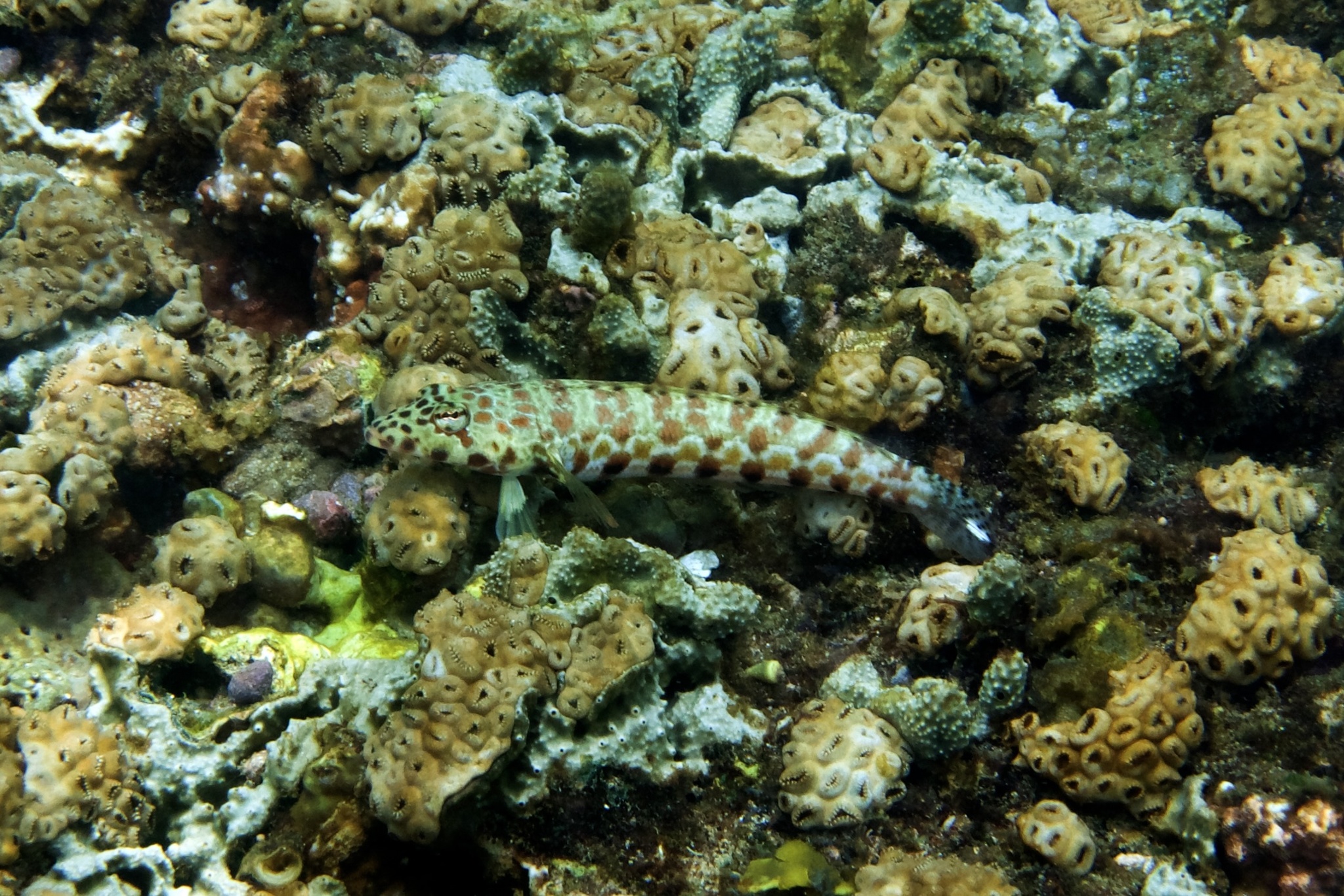 Parapercis millepunctata (Günther, 1860)