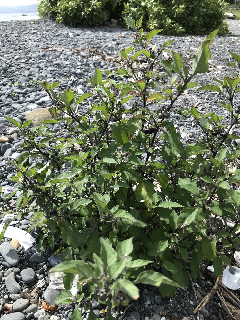 black nightshade from Te Ika-a-Māui/North Island, Lower Hutt ...