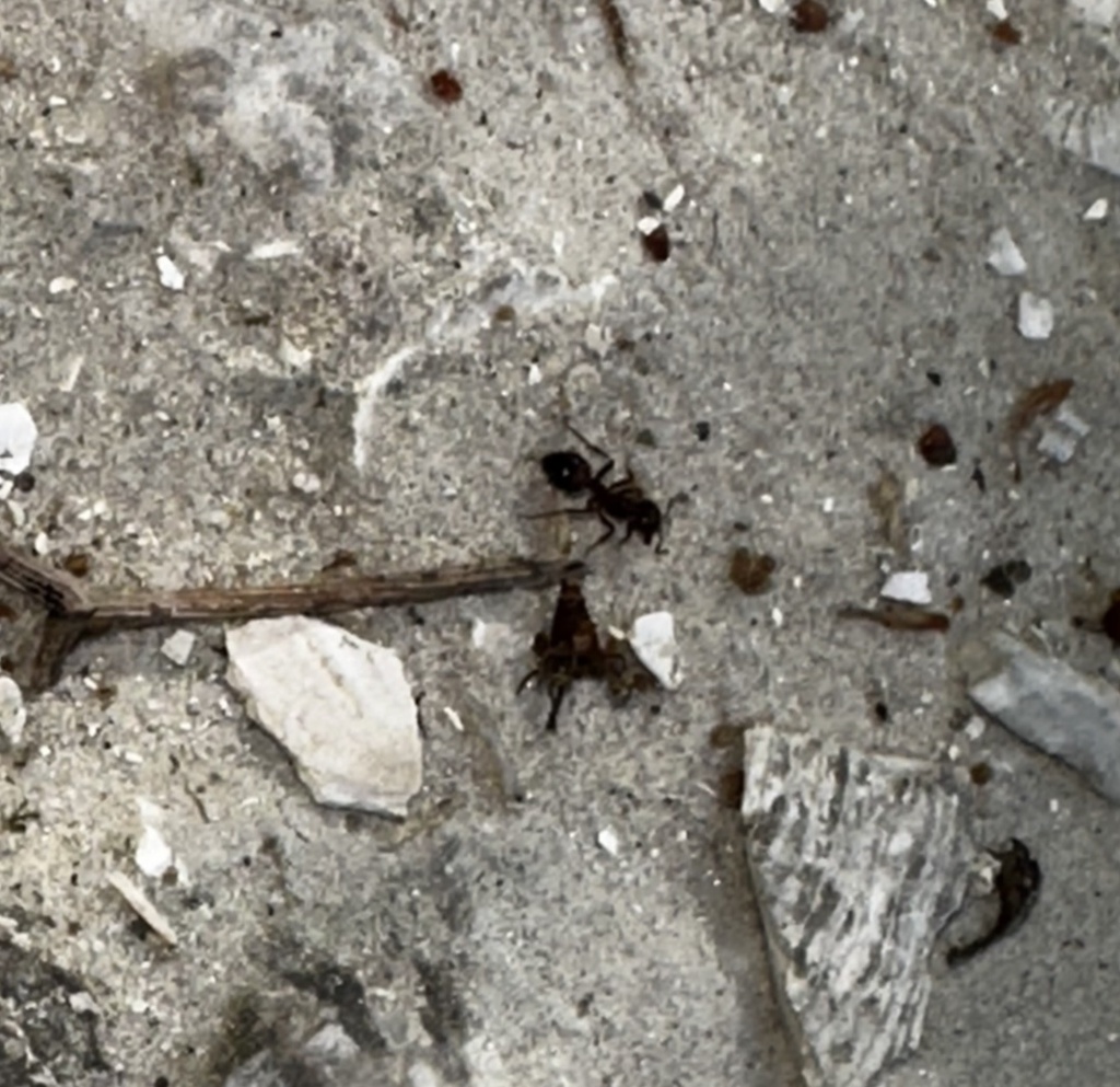 Red Imported Fire Ant from University of South Florida, Tampa, FL, US ...