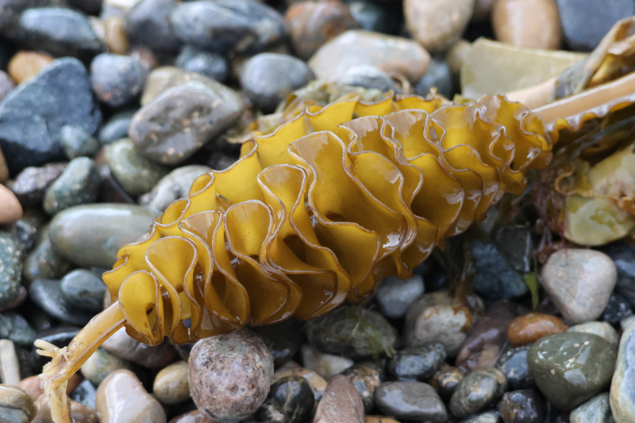Undaria pinnatifida (Harv.) Suringar