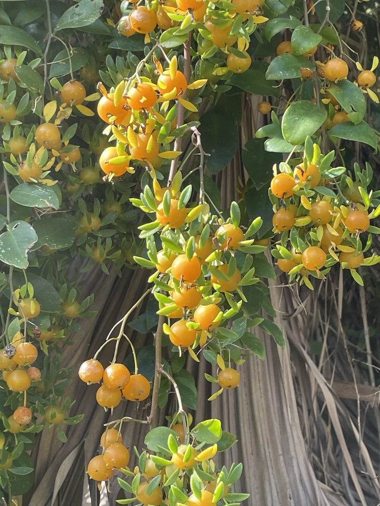 dicots from Main Island, Bermuda, BM on March 5, 2023 at 09:45 AM by ...