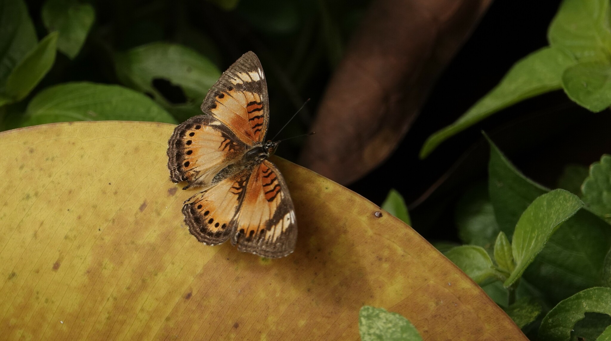 Junonia sophia (Fabricius, 1793)