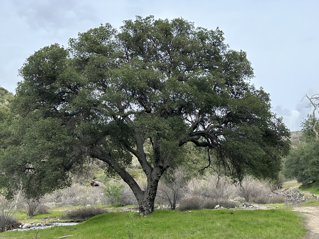 coast live oak from Newhall, Santa Clarita, CA, US on March 5, 2023 at ...