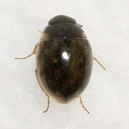Laccobius from Cross Plains, WI 53528, USA on July 14, 2015 at 10:27 PM ...