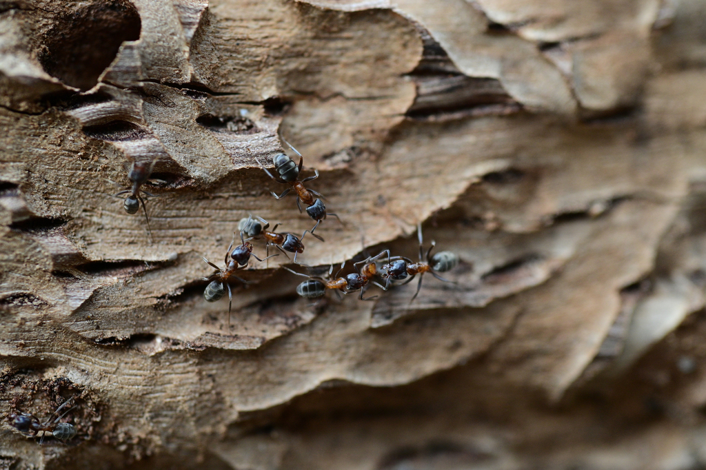 Western Velvety Tree Ant from Oak Springs Trail - Sylmar, California on ...