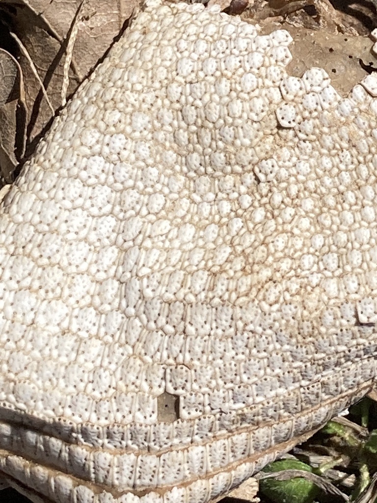 Nine-banded Armadillo from Alvord, TX, US on March 4, 2023 at 01:01 PM ...