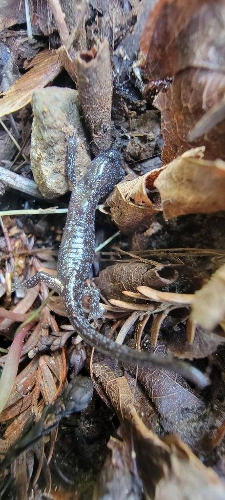 Arboreal Salamander from Kentfield, CA 94904, USA on March 5, 2023 at ...