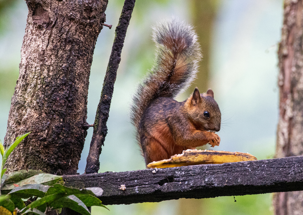 Variegated Squirrel from 6RFJ+CMV, Provincia de Alajuela, Alajuela ...
