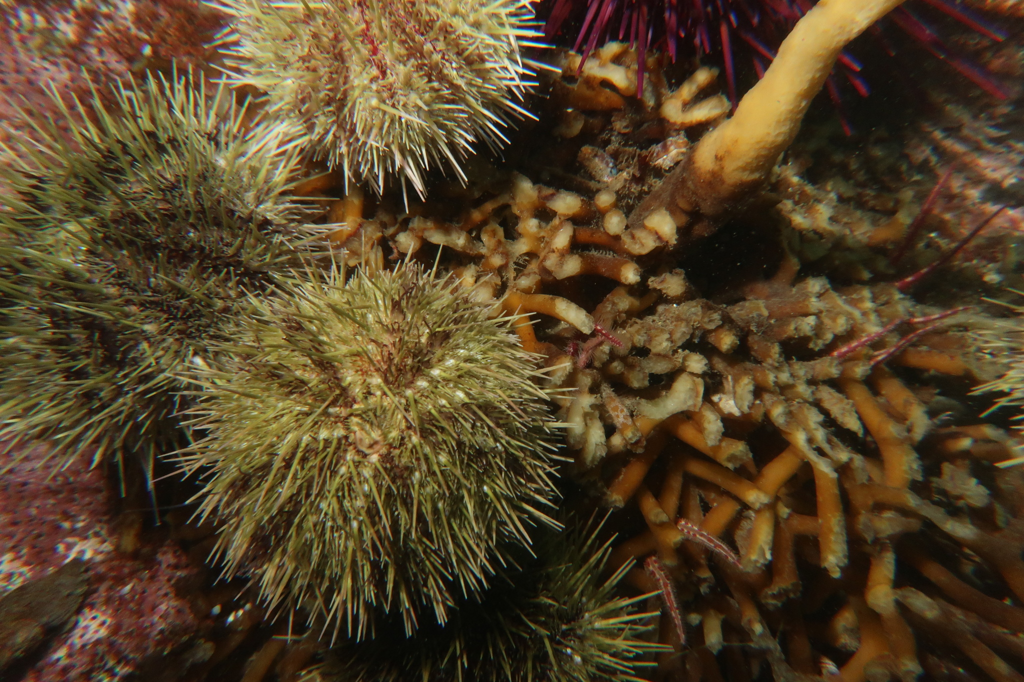 Strongylocentrotus droebachiensis (O.F.Müller, 1776)